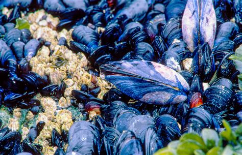 Blue Mussels Bowen Island Conservancy