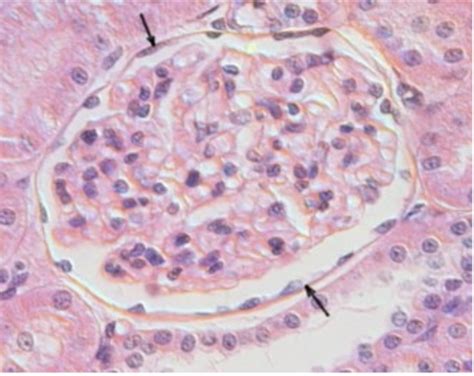 Biol 4024 Epithelial Tissue Lab Flashcards Quizlet