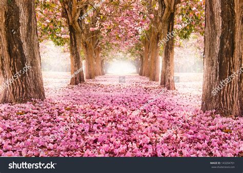 1 576 190 Tree Flower Pink Stock Photos Images Photography Shutterstock