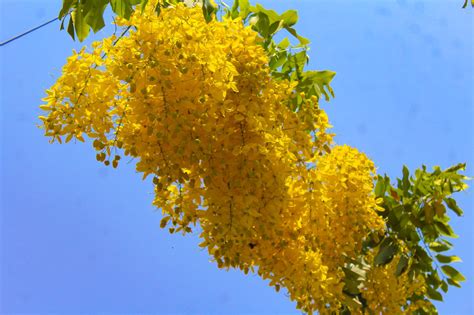 🌼 ¿cómo Afecta La Contaminación A La Floración De La Lluvia Dorada ☔️💔