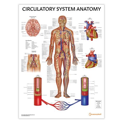 Circulatory System Parts The Circulatory System Educational Video