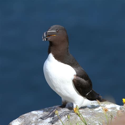 Trogtrogblog Bird Of The Week Razorbill