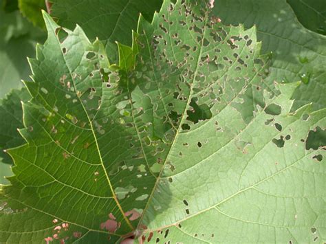 Whats Wrong With My Plant Garden University Of Minnesota Extension