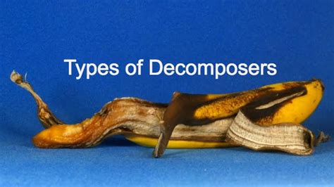 Oceans Unsung Heroes How Decomposers Keep Marine Life Thriving Transtutor Blog