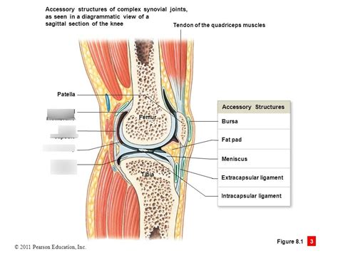 Bio 169 Practical 1 Diagram Quizlet