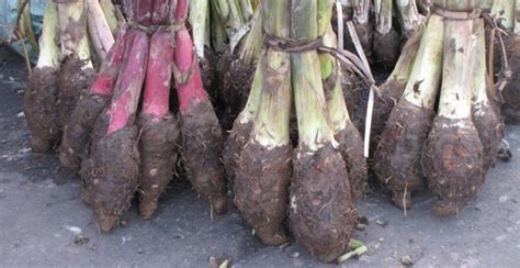 The Market For Dalo In The Upcoming Year Is Bright Fiji Dalo Farmers