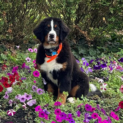 Tim Toby Is Acclimating Nicely To His New Surroundings At 14 Weeks