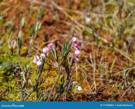 Fuzzy Green Leaf Bud And Pink Wild Lingonberry Flowers Stock Image
