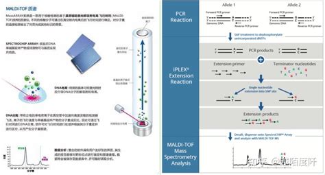 Dna甲基化检测技术 知乎
