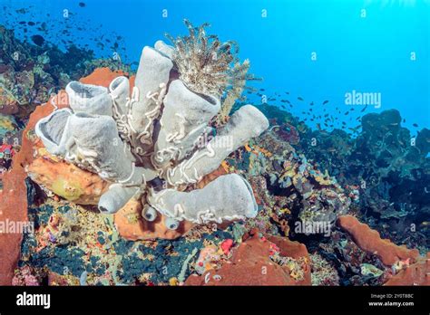 Grey Tube Sponges Niphates Olemda With White Sea Cucumbers Synaptula Sp Lembeh Strait