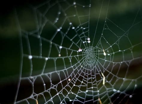 Where Do Spiders Go In The Winter And How Do They Survive Metro News