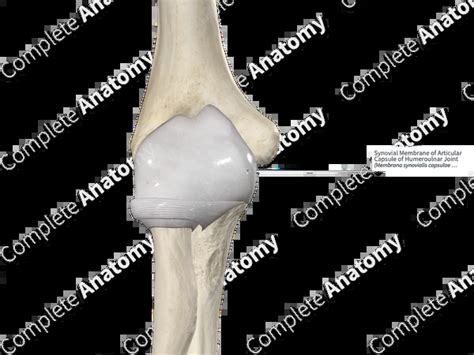 Capsula Articular Quadril