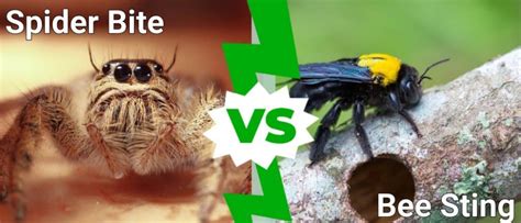 Spider Bite Vs Bee Sting Which Is More Dangerous And Which Hurts More