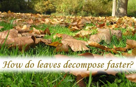 How Do Leaves Decompose Faster You Can Speed It Up Rolypig