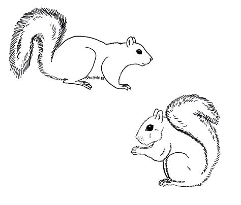 How To Colour A Squirrel