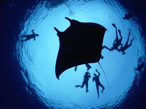 Manta Ray Wallpapers Top Free Manta Ray Backgrounds Wallpaperaccess