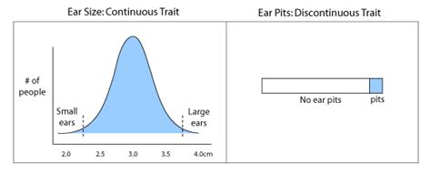 Facial Dysmorphology Division Of Genetics And Metabolism College Of