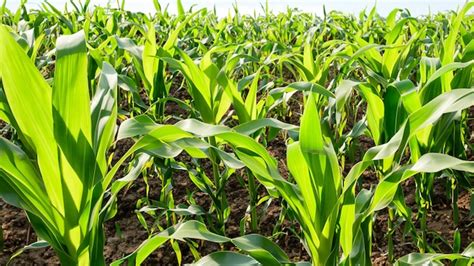 Premium Ai Image Corn Plants In The Field
