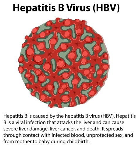 Free Vector Hepatitis B Virus Hbv With Explanation