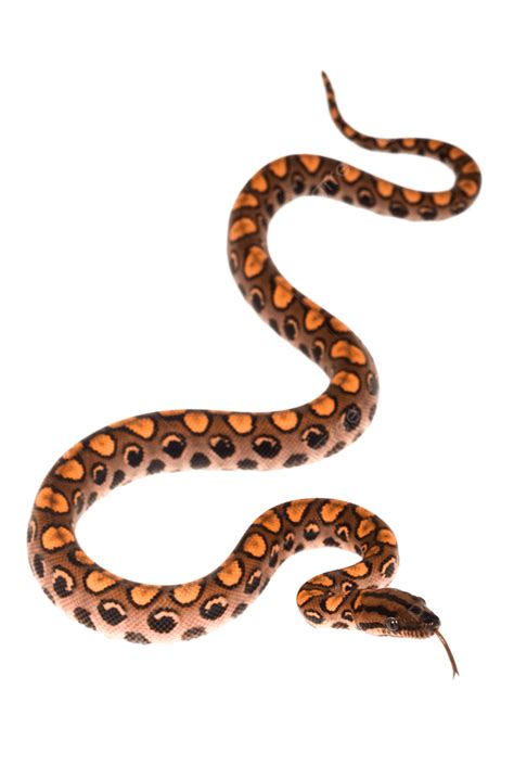 Brazilian Rainbow Boa White Background Sinister Boa Herpetology Png