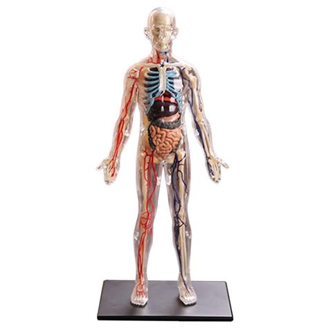 Interactive 3d Model Of Human Anatomy