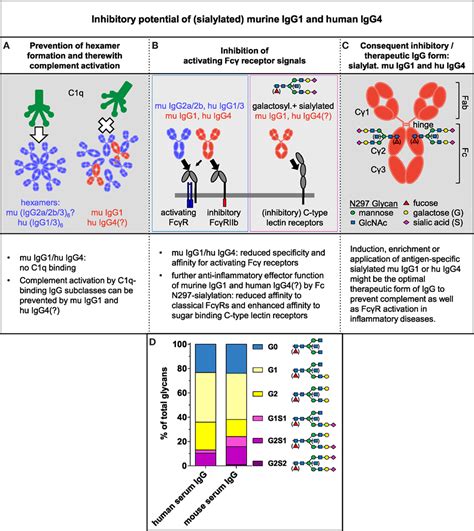 Frontiers Potential Of Murine Igg1 And Human Igg4 To Inhibit The