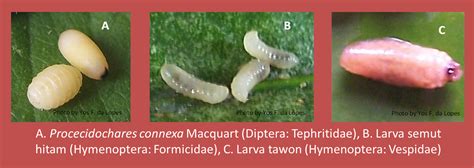 Gambar Tipe Tipe Larva Serangga