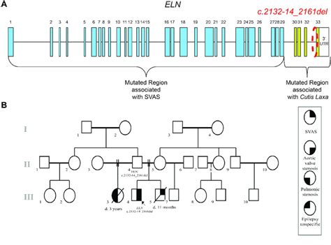 Mutations On Eln Gene Associated To Svas A Schematic Representation
