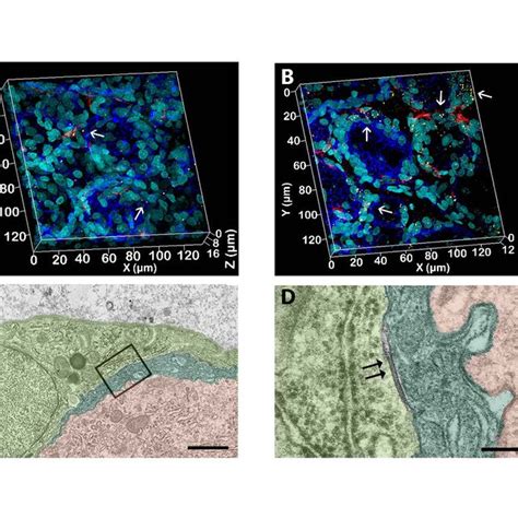 Qualitative Analysis Of Gap Junctions In The Drg A Vehicle B D
