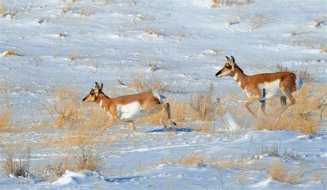 Survival Of The Pronghorn Montana Canada Study Identifies Pronghorn