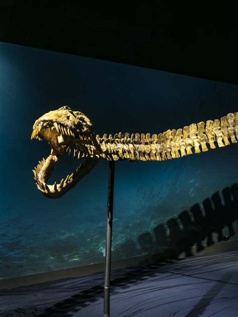 Titanoboa Skeleton In Museum