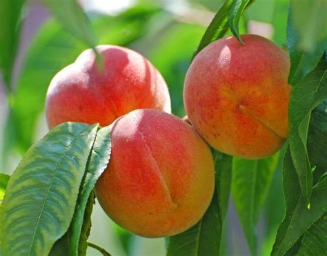 Dixieland Peach Peach Peach Trees Fruit