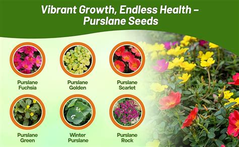 Purslane Seeds Rock Purslane Herb Seed