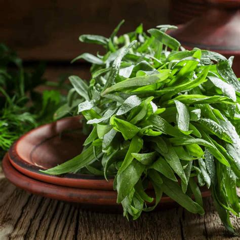 Wild Tarragon Plant