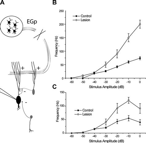 Divisive Gain Modulation In Vivo Involves The Eminentia Granularis Pars