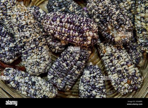 Native Corn At Risk Close Up Of Peeled Organic Purple Corn Native To Northern Argentina Stock
