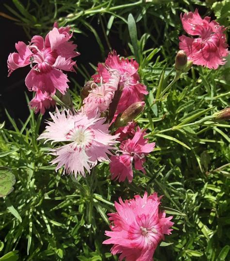 Dianthus Gratianopolitanus Grandiflorus Bare Rooted Trigg Plants