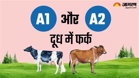 दुग्ध उत्पादों से A1 और A2 लेबलिंग हटाएंगी डेयरी कंपनियां आखिर दोनों