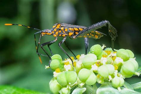 Identify And Control Pomegranate Pests And Diseases