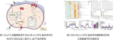 代谢流分析 帕诺米克