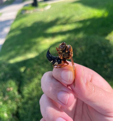 Huge Cockroach Eating A Bug By The Hospital Hand For Reference Rsbu
