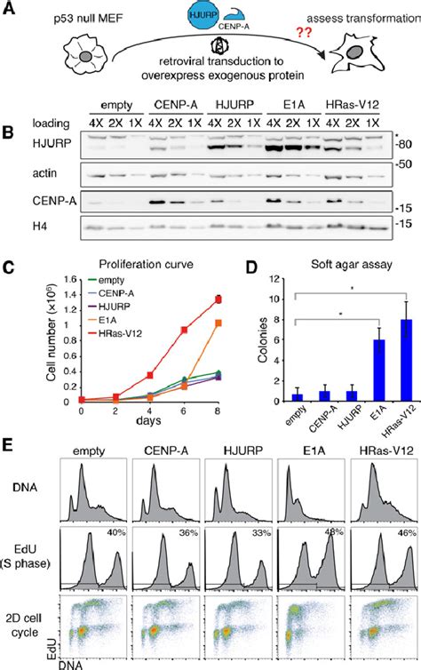 Cenp A Or Hjurp Overexpression Does Not Alter Proliferation Or Cell