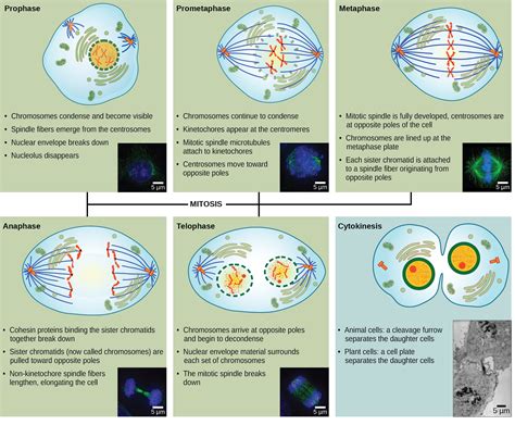 Cytoplasm In Mitosis