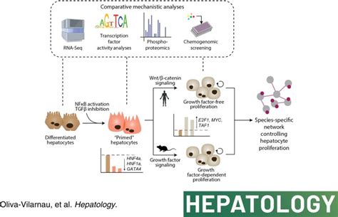 The Structural Genomics Consortium Sgc On Linkedin Wntβ Catenin And Nfκb Signaling Synergize