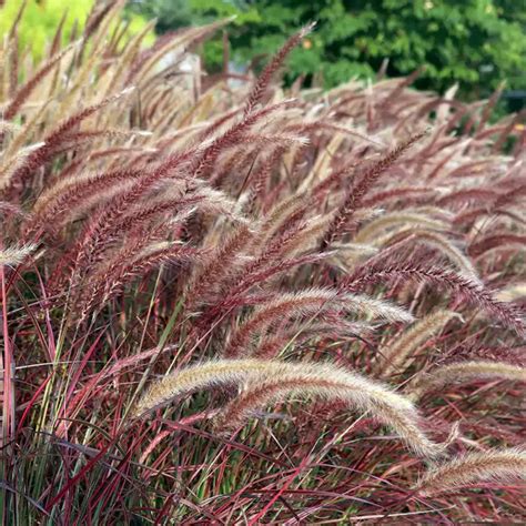 Red Fountain Grass Pennisetum Setaceum Rubrum Plant Lalit Enterprise