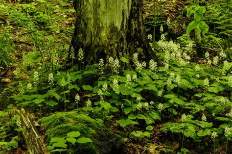 Best Native Shrubs For Year Round Interest And Seasonal Color