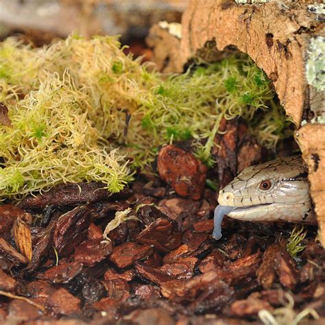 Habistat Orchid Bark Substrate Fine Moss Lane Pet Food And Angling