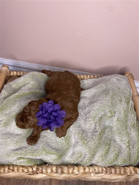 Summer Micro Cavapoo Girl 5 10 Lb Cavapoo Puppies For Sale