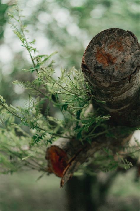 나뭇잎이 있는 나뭇가지 클로즈업 사진 Unsplash의 무료 숲 이미지