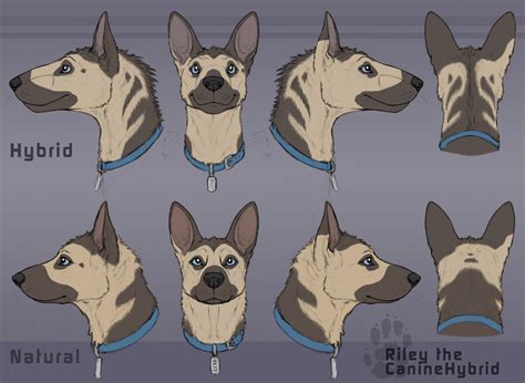 Ref Hybrid Riley Headshot Turnaround — Weasyl
